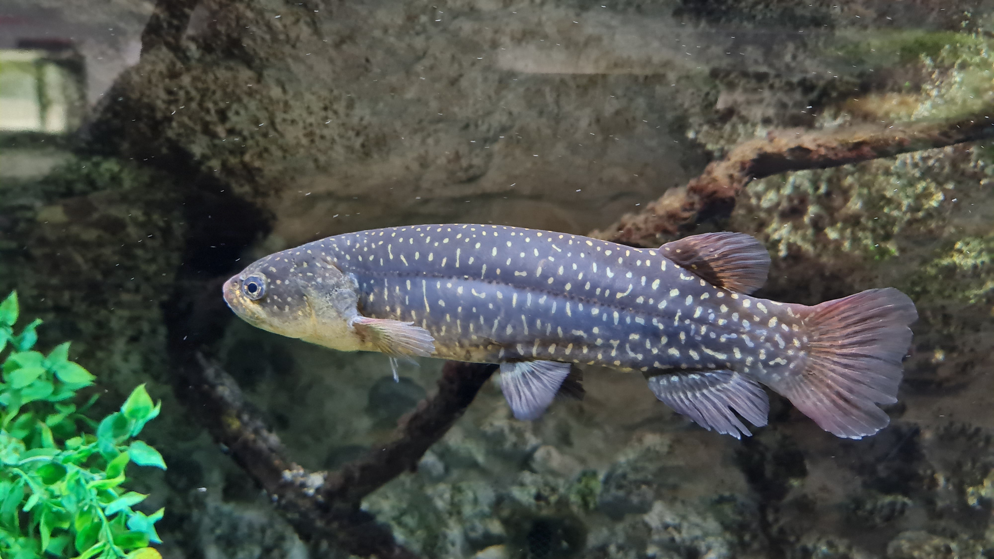 Tongariro National Trout Centre – Tongariro National Troutcentre